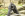 Harambe