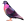 Pigeon Sol