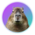 Capybara