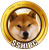Shiba Classic
