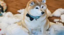 Dogecoin de Elon Musk abriu caminho para golpes e prejudica mercado de criptomoedas