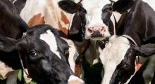 Fazendeiro usa cocô de vaca para minerar criptomoedas