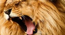 Banco Central Europeu: “Bitcoin é um animal muito perigoso!”