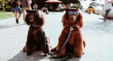 Tokens de cachorro ‘renascem’ com disparadas de 2 dígitos