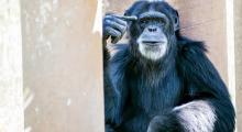 Wo Sie CryptoZoo kaufen können: ZOO springt 109 % als NFT Spiele steigen