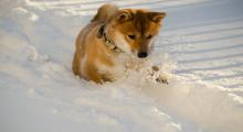SHIBA INU überholt Dogecoin: Was steckt hinter dem 36-Milliarden-Dollar-Memecoin?