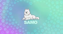 Nova criptomoeda meme de cachorro sobe mais de 18.000% em 5 meses