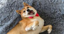 Ainda acredita no SHIB? Aqui estão os melhores lugares para comprar Shiba Inu hoje