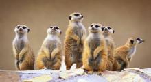 Witz über Mongoose-Coin führt über Nacht zu einem Gewinn von 4.000 %: Hier können Sie Mongoose jetzt kaufen