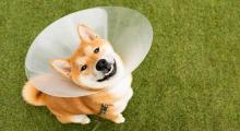 Shiba Inu lança nova DAO para dar voz à comunidade