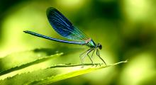 仮想通貨投資企業Dragonfly、新ファンドで570億円調達へ