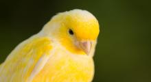 Hier können Sie jetzt Songbird kaufen, das in 24 Stunden 55 % zulegte