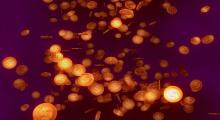 Cyber fará airdrop de tokens Bostrom para holders da Atom e ETH