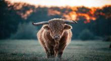 Bitcoin Bullish Signal: Exchange Outflows Spike Up