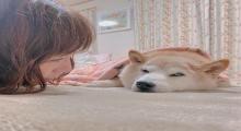 '도지코인 시바견' 실제 주인공 카보스 위독···DOGE 시총 100억달러 하회