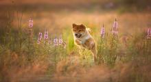 As moedas meme estão de volta, Shiba e Doge voam para cima? Eh… não