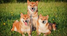 Memecoins inspiradas em cachorro superam US$ 25 bilhões em volume mensal
