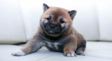 Baby Doge dispara 20% e entra no top 5 do volume entre brasileiros