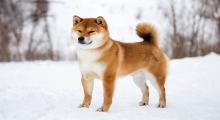 Shiba Inu yavaşlayan yakım işlemlerinin ardından, trendi tersine çevirmek için mücadele ediyor!