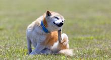 Dogecoin (DOGE) despenca após Elon Musk abandonar as criptomoedas