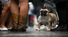 Französische Bulldoggen stürzen Labradors als beliebteste US-Rasse: AKC