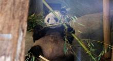 Riesenpanda Ya Ya kehrt aus den USA nach China zurück