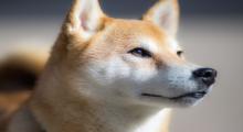 Studie: Shiba Inu (SHIB) ist ein erfolgreicherer Memecoin als PEPE und DOGE