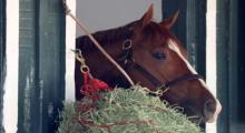 Die Sicherheit der Pferde steht im Rampenlicht, als Derby-Sieger Mage sich für Preakness entscheidet