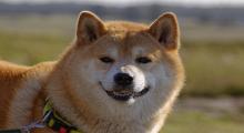Der Shiba-Inu-Wal sammelt in nur drei Tagen 261 Milliarden Shib-Token