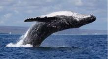 Die ARB-Akkumulation von Whale verleiht dem DeFi-Token wieder Schwung – hier ist der Grund