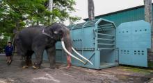 Vernachlässigter thailändischer Elefant bereitet sich auf Jumbo-Flug nach Hause vor