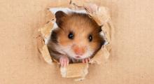 Criptomoeda de corrida de hamsters despenca 90% e é acusada de golpe