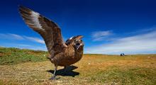 Der DODO-Preis steigt um 33 %, nachdem Binance eine wichtige Ankündigung gemacht hat