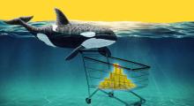 Shiba Inu Whale überträgt 4,6 Billionen Token nach einer 24-Stunden-Verwahrung