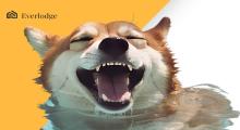 Principais criptomoedas para comprar em um mercado de alta ou baixa: Cardano, Shiba Inu, Everlodge