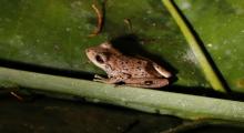 Der Klimawandel ist der Hauptgrund für den Amphibienrückgang: Studie