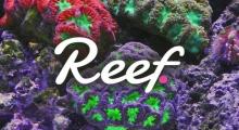Reef coin yorum: REEF grafik analiz ve geleceği