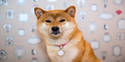 Die Liquidität des Loom-Netzwerks steigt, da der Shiba-Memu-Token-Verkauf fortgesetzt wird