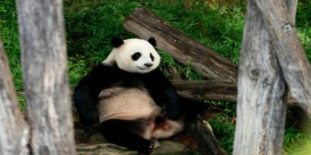 Washingtons Pandas kehren inmitten diplomatischer Spannungen nach China zurück