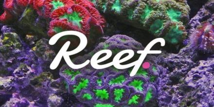 Reef coin nedir? REEF/USD yorum ve geleceği