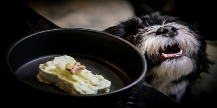 Leckere Mahlzeiten im ersten Hunderestaurant Italiens