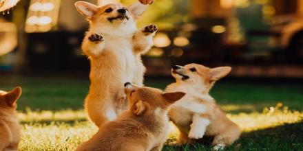 Shiba Memu (SHMU) wird davon profitieren, wenn die Alt-Saison Gestalt annimmt