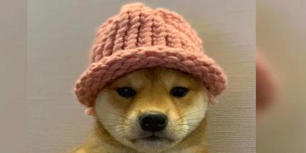 Próxima BONK? Nova memecoin da Solana, Dogwifhat, valoriza 2.000x em um mês