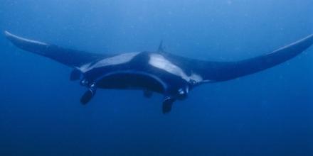 Manta wird zur drittgrößten Ethereum-L2 – nach einer bestimmten Metrik