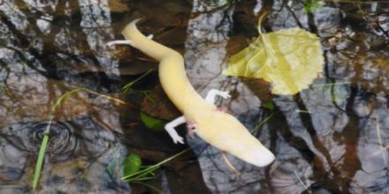 Unterirdische „Babydrachen“ schleichen sich an die Oberfläche