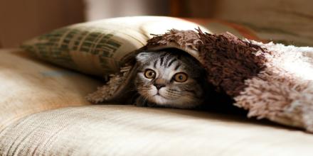 Memecoins mit Katzenmotiven werden immer beliebter: Händler verdienen Millionen mit MEW und MOEW