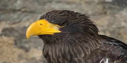 Riesige Verluste: Wal verliert $8.43M nach Schließung der $ETH, $ARB und $OP holdings