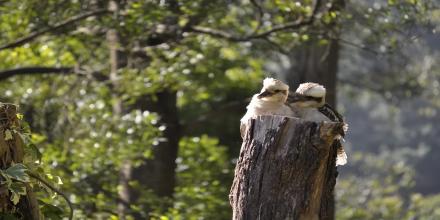 Entschlüsselung des Aufwärtstrends: Die Geheimnisse hinter dem Anstieg von Jasmy Coin und die Einflüsse auf den Kryptomarkt