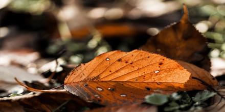 Der bevorstehende Zusammenbruch des US-Dollars: Schutz durch Gold, Silber und Kryptowährungen