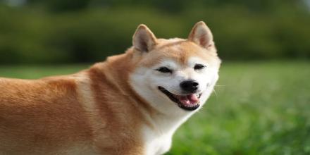 Kryptoanalyst prognostiziert: SHiba Inu erreicht im Juni 0,0001 Dollar!